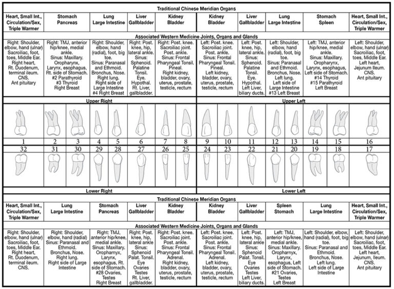 Meridian Tooth Chart Clearwater FL - How Teeth Connected to Organs?