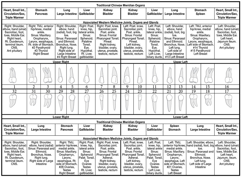 Meridian Tooth Chart Clearwater FL - How Teeth Connected to Organs?